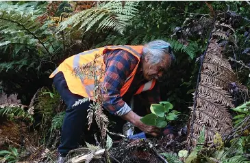 Fresh plantings of rare plant found through gorge taking root - PressReader