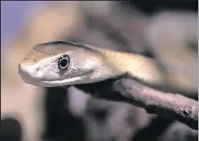 Snake handler saviour in eswatini - PressReader