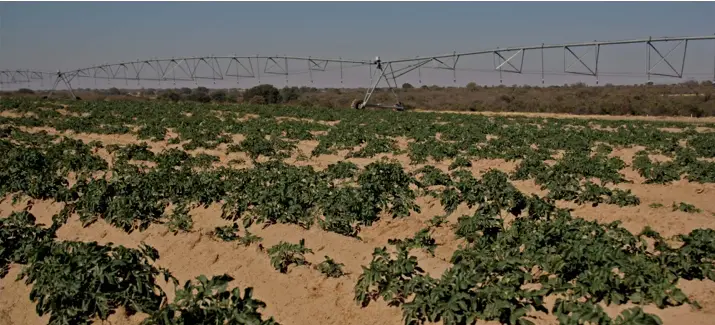 Produtores têm à disposição sementes melhoradas de batata - PressReader