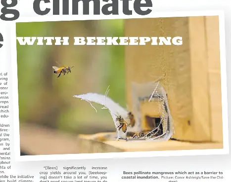 Fighting climate change with beekeeping - PressReader