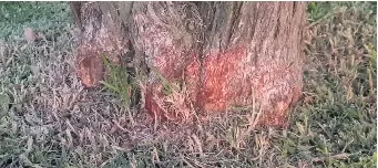 Death by a 1 000 cuts: Weed-eater damage threatens our urban forest ...