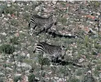 Stallion ‘meets his brief’ with birth of unique foal - PressReader