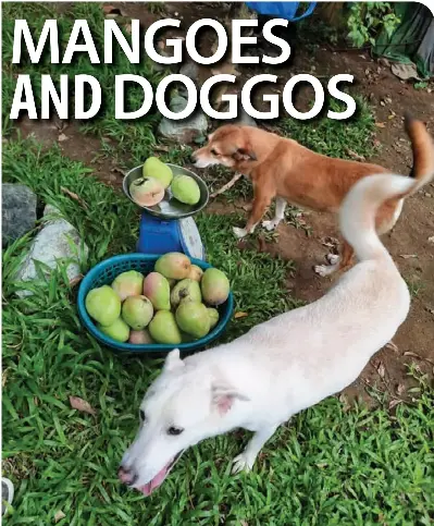 MANGOES AND DOGGOS - PressReader