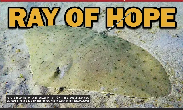 RARE RAY SIGHTING ADDS TO CALL FOR PROTECTED MARINE NURSERY AT KATA ...