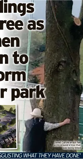 Gran clings on to tree as workmen move in to transform popular park - PressReader