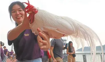 Rooster outshines all in pet fun walk - PressReader