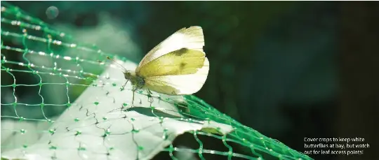 Pest watch - PressReader