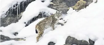 Endangered lynx spotted in snowy Munzur Valley - PressReader
