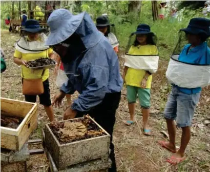 Stingless bee farming gaining ground - PressReader