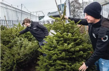 ‘Toch maar weer een boom’: die kerstboom is vanzelfspr­ekend - PressReader