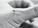 It’s time to prep for summertime mosquito madness - PressReader
