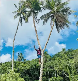 The Two Headed Coconut Tree - PressReader