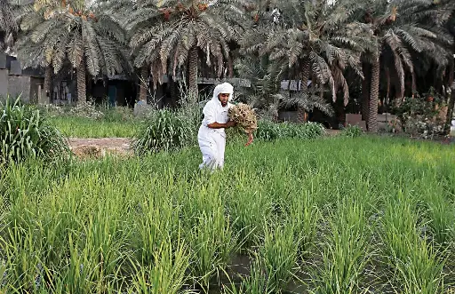 Saudi food security drive receives boost with new Tadco partnershi­p ...