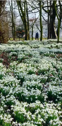 SNOWDROP HOTSPOTS TO VISIT - PressReader