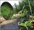 The van Gogh sunflower maze - PressReader