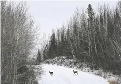 Wolves, long feared and reviled, may actually be lifesavers - PressReader