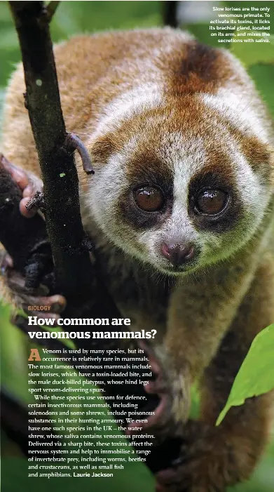 How common are venomous mammals? - PressReader