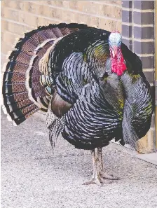 Turk Diggler fans are talking turkey on bronze statue - PressReader