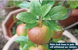 5 of the best fruit trees to grow in containers - PressReader