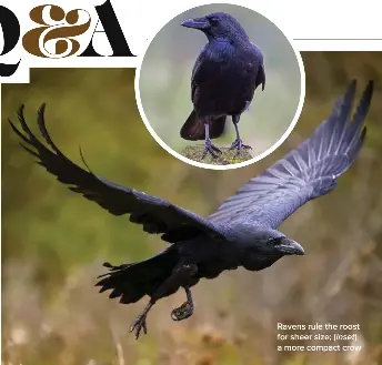 What’s the difference between a raven and a crow? - PressReader