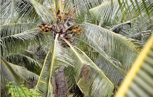 Why participat­ory science is crucial to tackling coconut root wilt ...