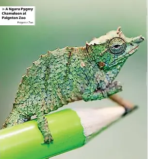 New list highlights ten species on the brink of extinction - PressReader