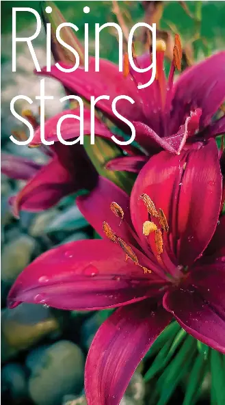 IN THE Rising stars - PressReader