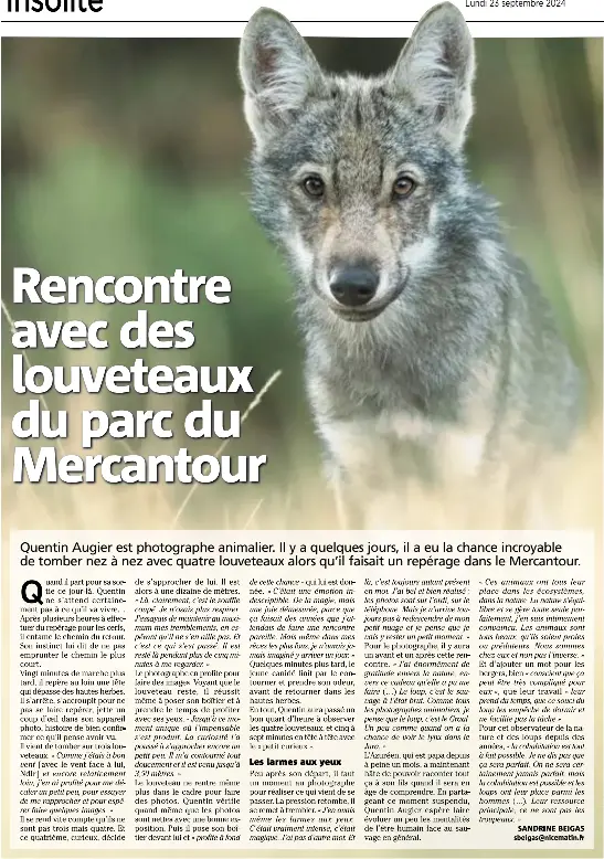 Rencontre avec des louveteaux du parc du Mercantour - PressReader
