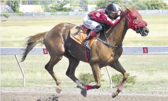 DOGGED DETERMINAT­ION - PressReader