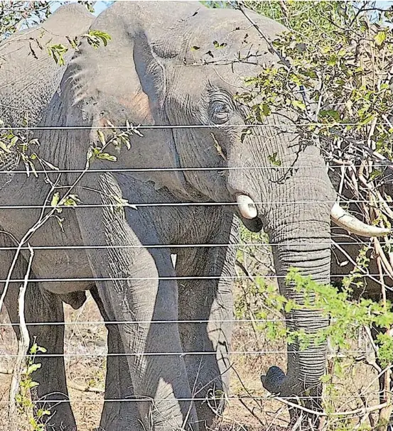 Count, connect, conserve: Southern Africa elephant survey points the ...