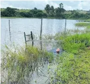 Croc spotted in Primkop Dam - PressReader