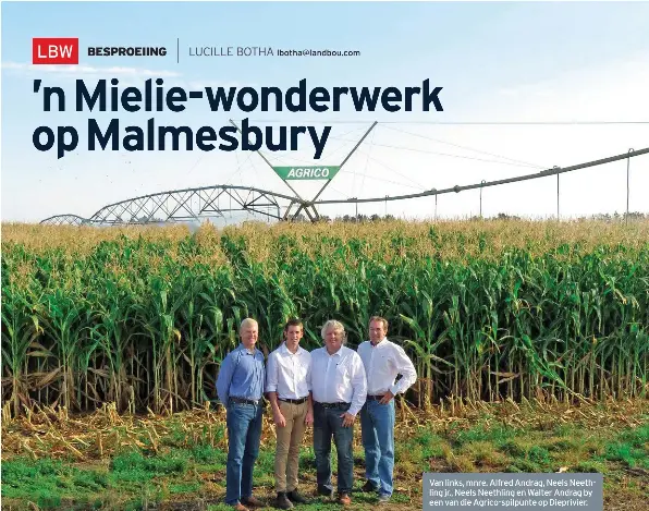 ’n Mielie-wonderwerk op Malmesbury - PressReader