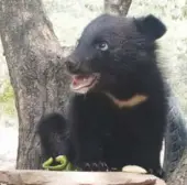 Bear necessitie­s: Rescued cub prepares for life back in Kashmir wild - PressReader
