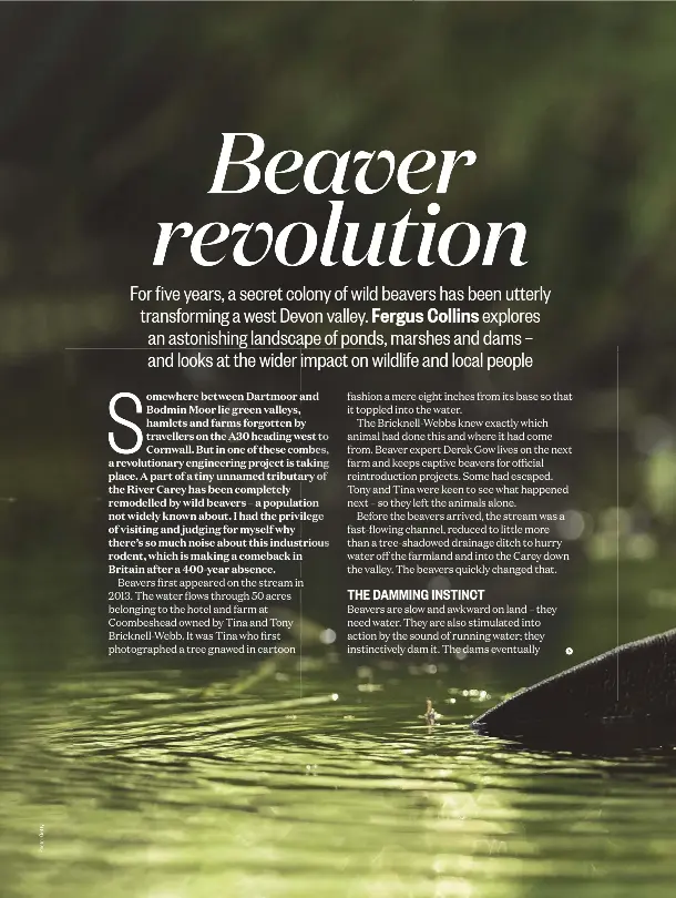 BEAVER REVOLUTION - PressReader