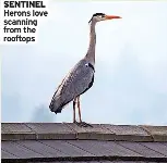 Worrying drop in heron nesting - PressReader