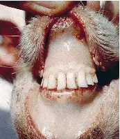 Vra vir Faffa - PressReader