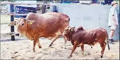 BGP cattle auction rakes in over E2.1m - PressReader