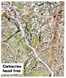 PLANT OF THE WEEK - PressReader