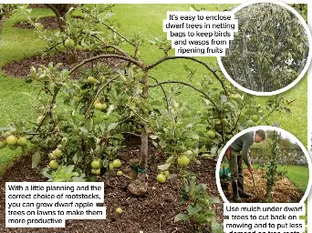 Make a mini orchard - PressReader