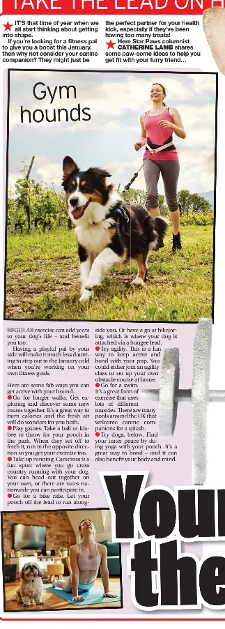 Your dog can be the perfect fit - PressReader