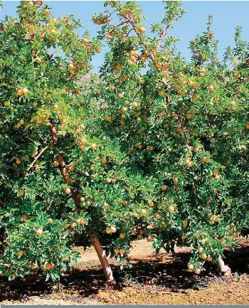 Só klop Ceres-boere die droogte - PressReader