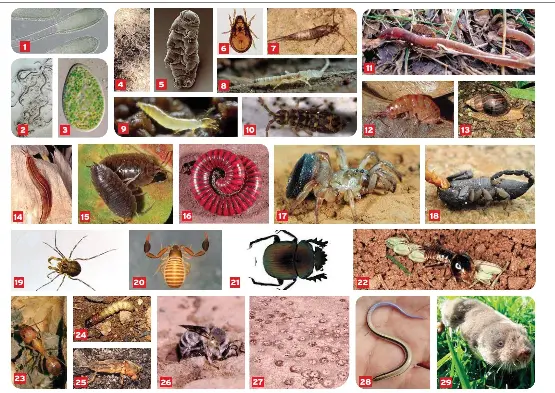 Gesonde grond, groter wins - PressReader