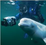 From poles to pensions: how nature cameraman Doug tackles the changing ...