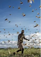 Locusts at the gate - PressReader