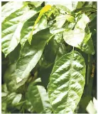 Our Native Tree - PressReader