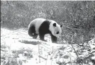 Infrared cameras help in protecting pandas - PressReader