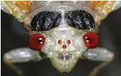 Up close and personal, cicada broods display nature’s artwork - PressReader