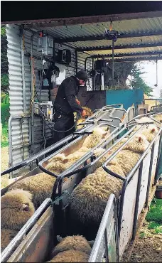 King Gallagher Crutching Services - PressReader