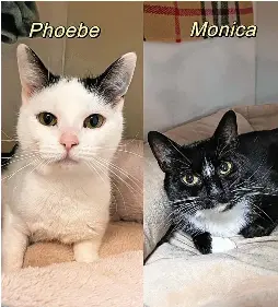 Friends can help give Monica and Phoebe a forever home - PressReader