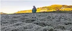 Frost won’t disrupt veggie supply from Cordillera, DA assures public ...